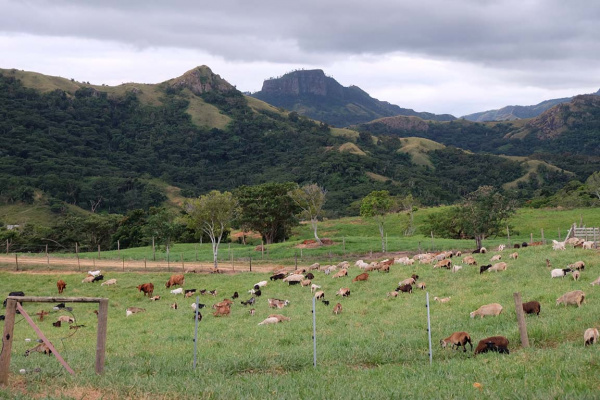 Out of office: catching goats and sheep in Fiji! – RAID Researchers in ...