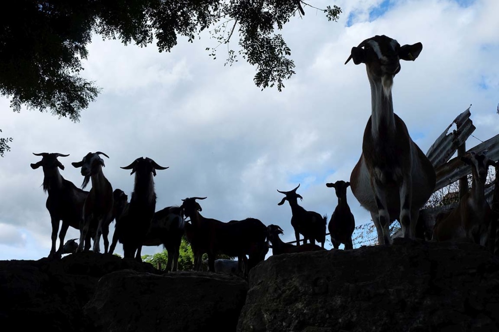 Out of office: catching goats and sheep in Fiji! – RAID Researchers in ...